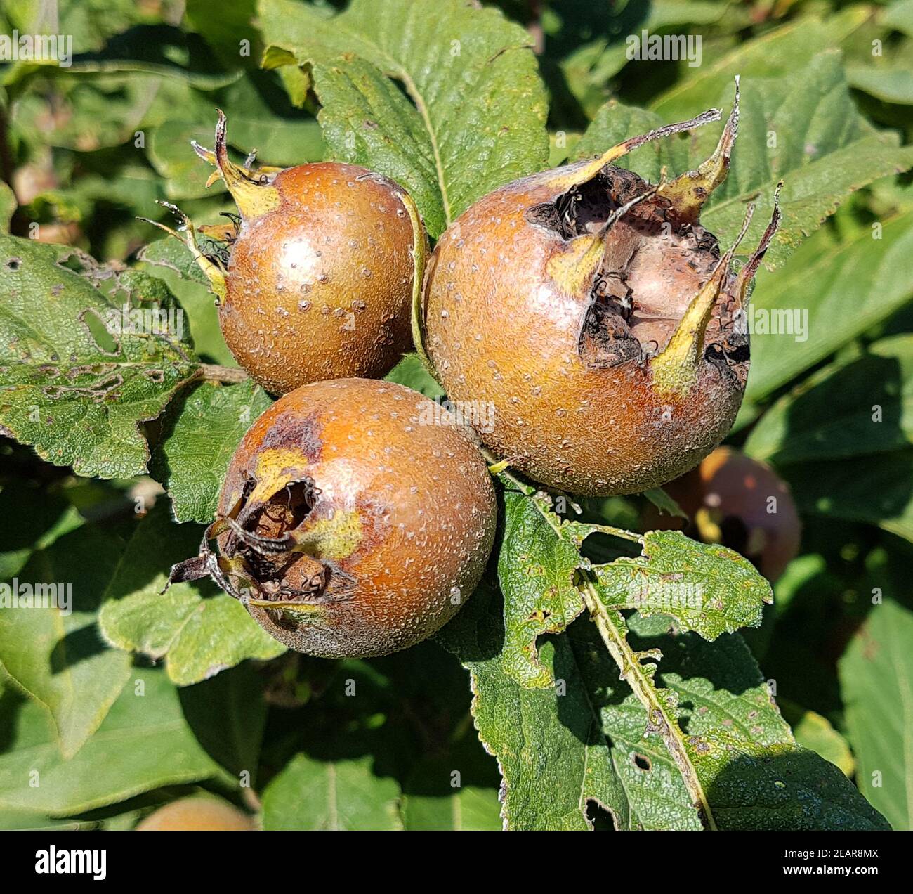 Mispel, Macroparca, Mespilus, germanica Stock Photo - Alamy