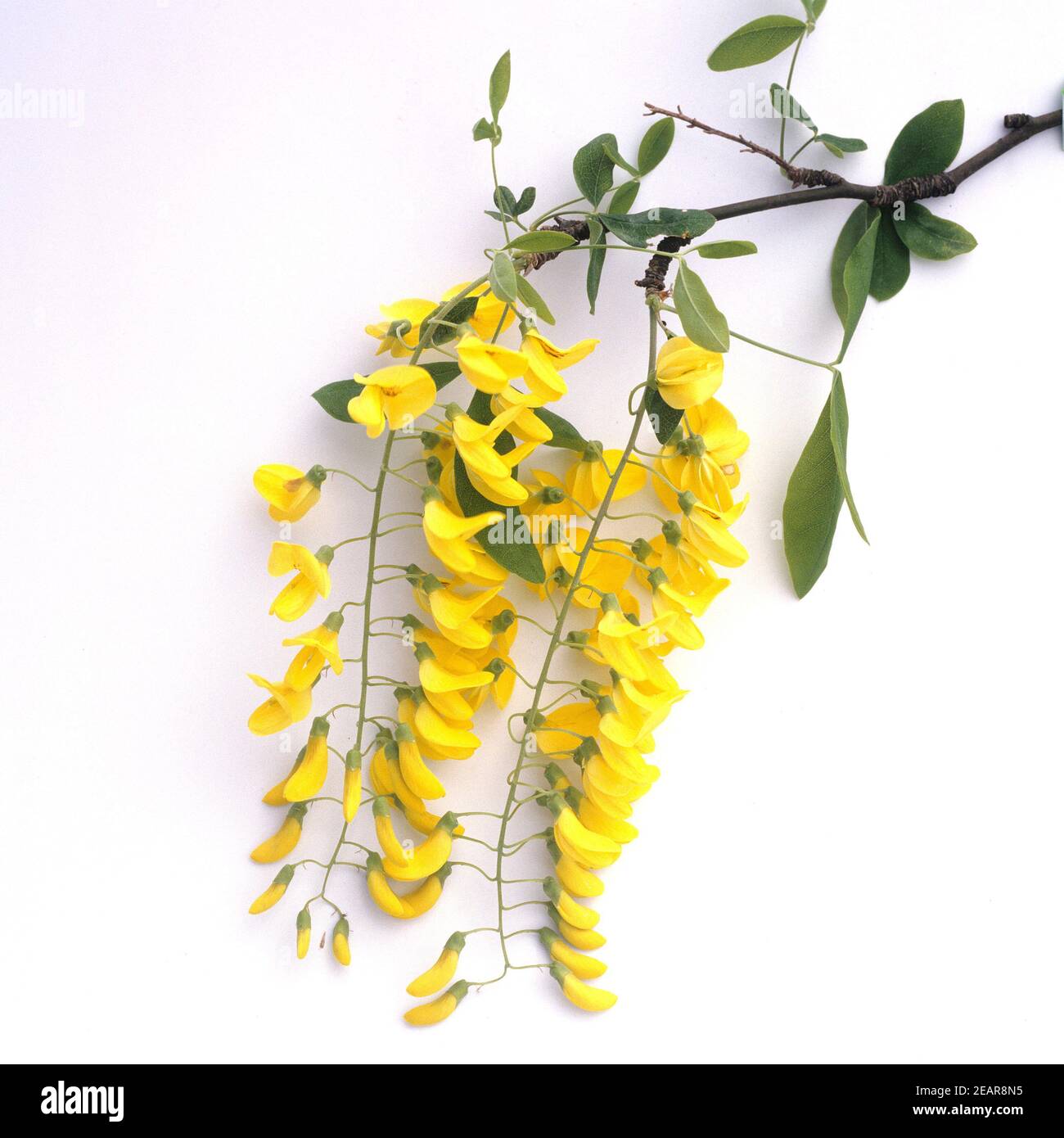 Laburnum blossoms and leaves hi-res stock photography and images - Alamy