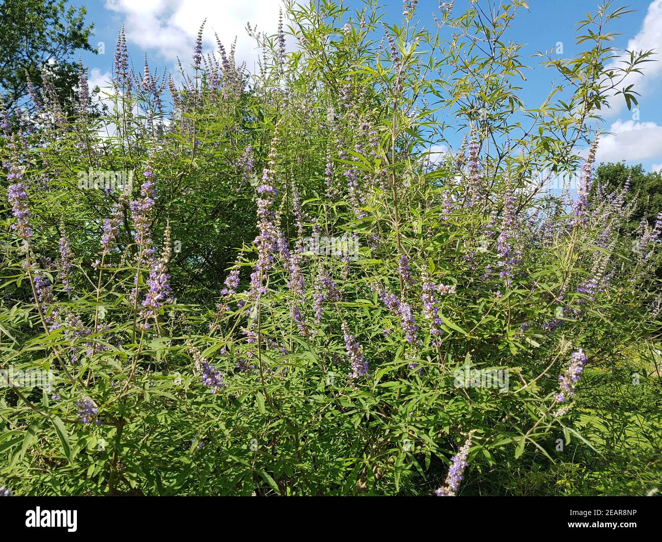 Vitex vitex agnus castus hi-res stock photography and images - Alamy