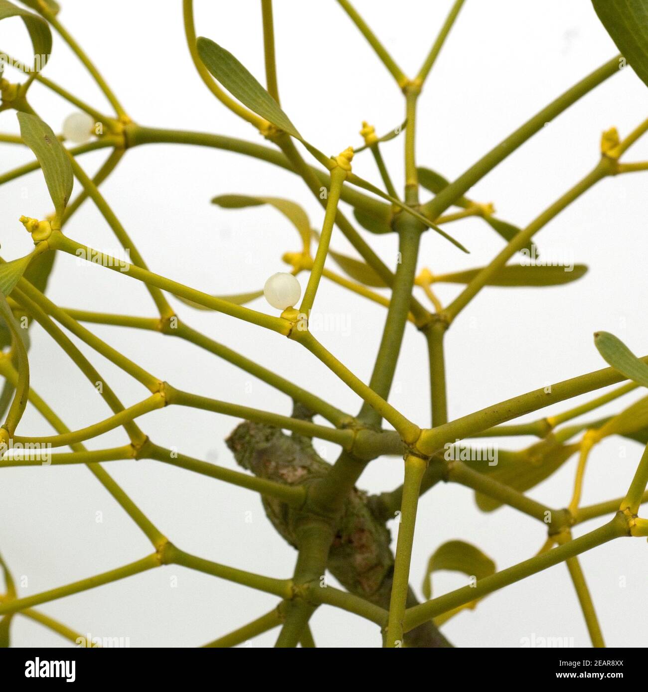 Mistel hi-res stock photography and images - Alamy