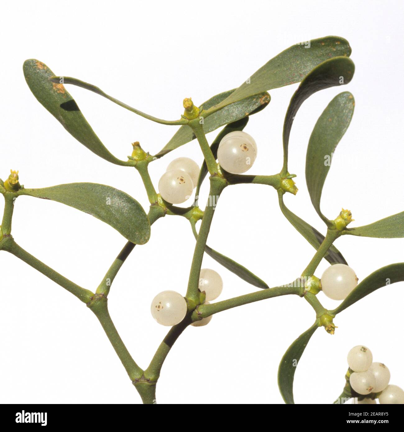 Mistel hi-res stock photography and images - Alamy