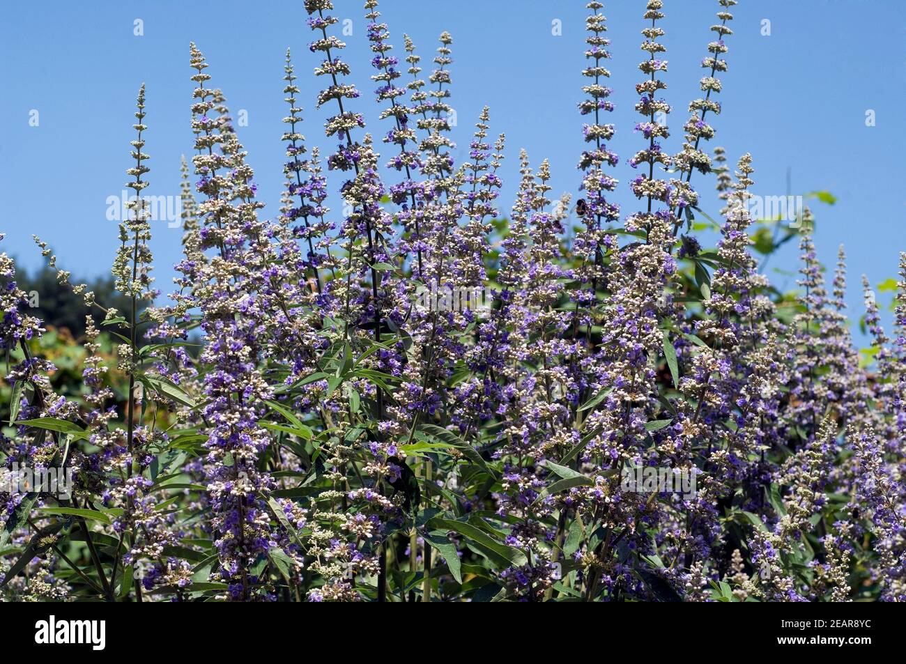 Vitex agnus hi-res stock photography and images - Alamy