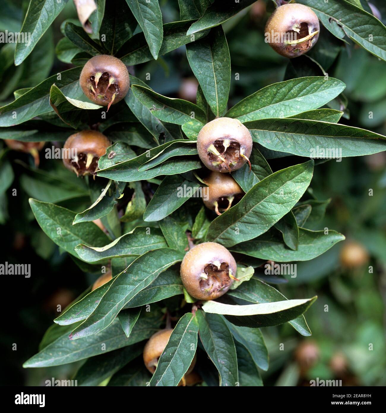 Mespilus germanica mispel hi-res stock photography and images - Alamy