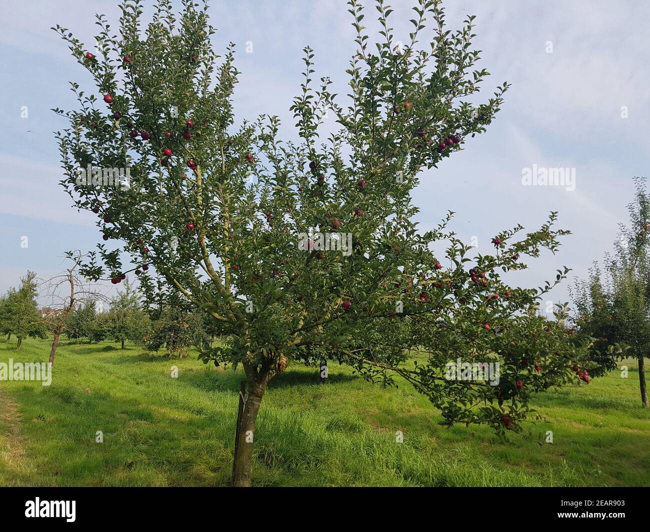 Moorroter, Apfel, Malus, domestica, Alte Apfelsorten Stock Photo - Alamy