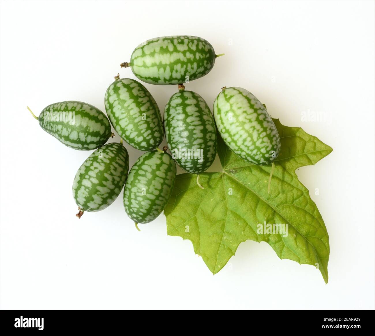 Mexican mini cucumber hi-res stock photography and images - Alamy