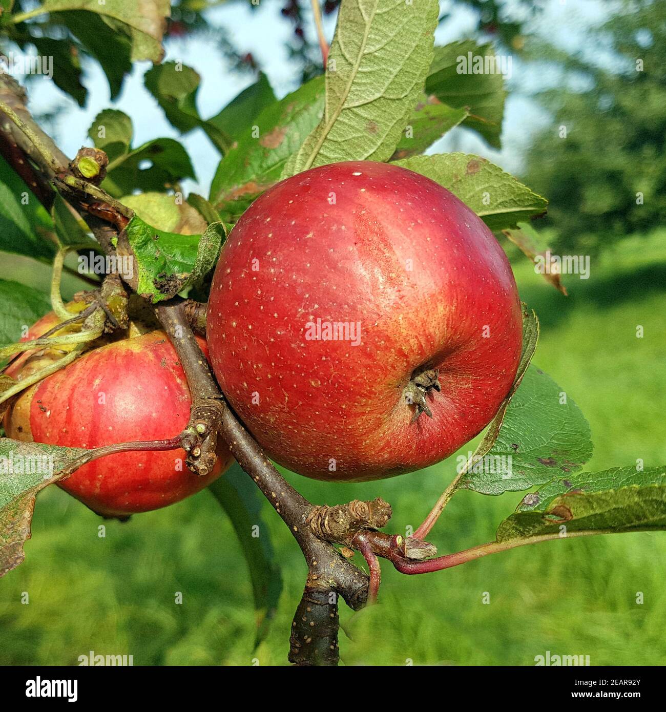 Moorroter, Apfel, Malus, domestica, Alte Apfelsorten Stock Photo - Alamy