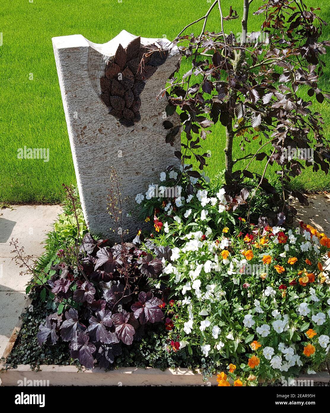 Fagus Sylvatica Purpurea Pendula High Resolution Stock Photography and ...