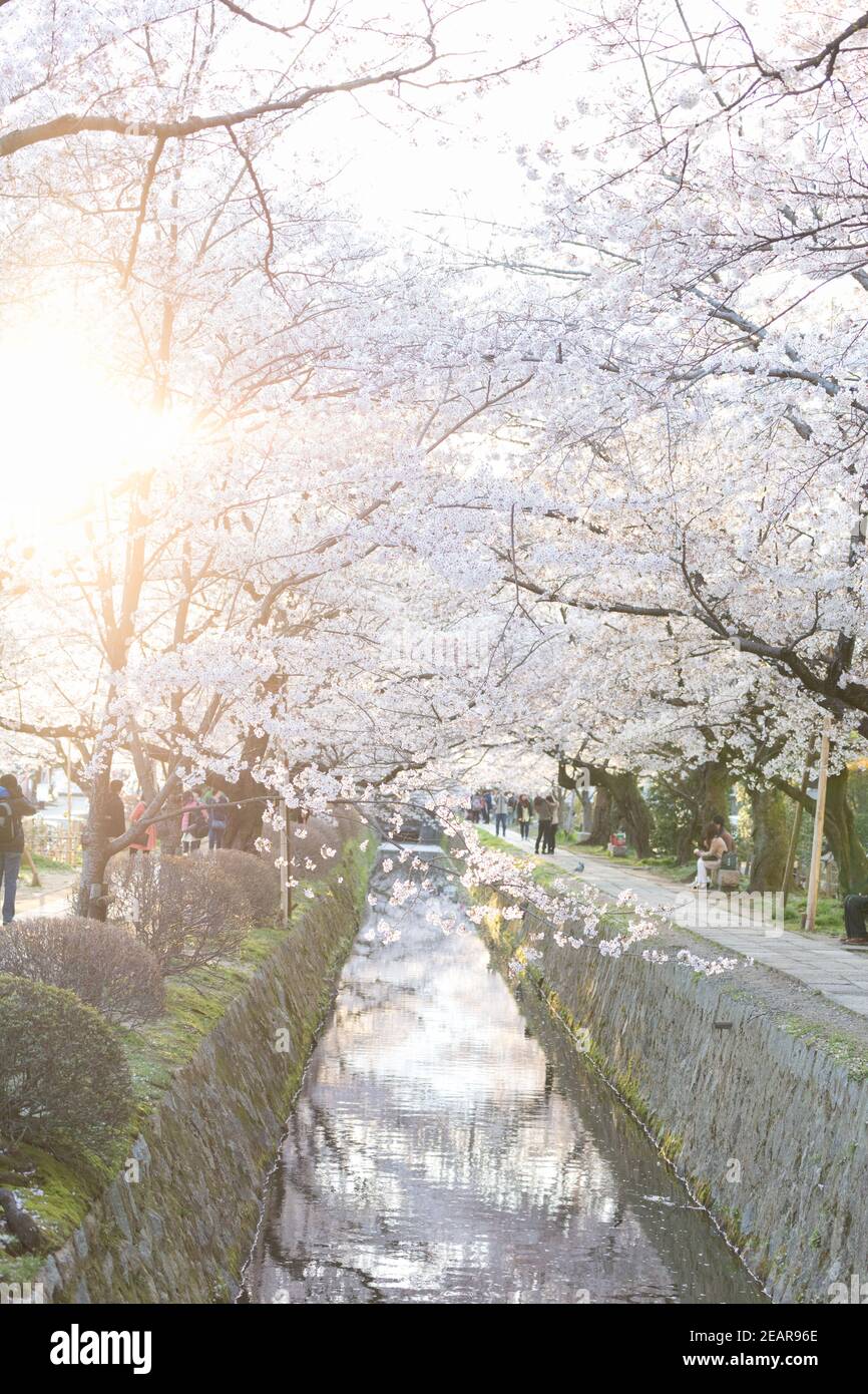 Kyoto Japan Philosopher's Path Covered By Cherry Blossoms Stock Photo ...