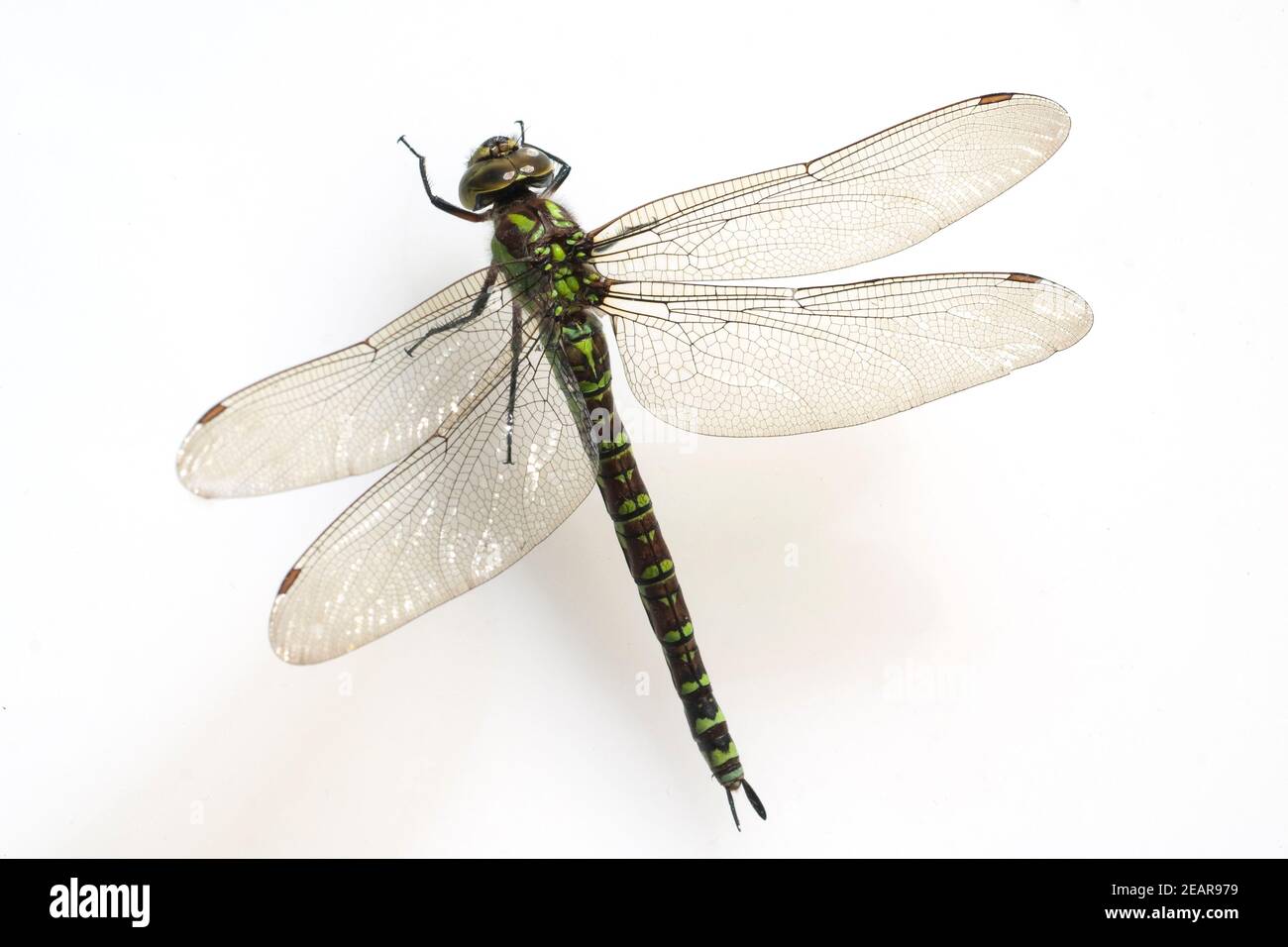 Augen libelle Cut Out Stock Images & Pictures - Alamy