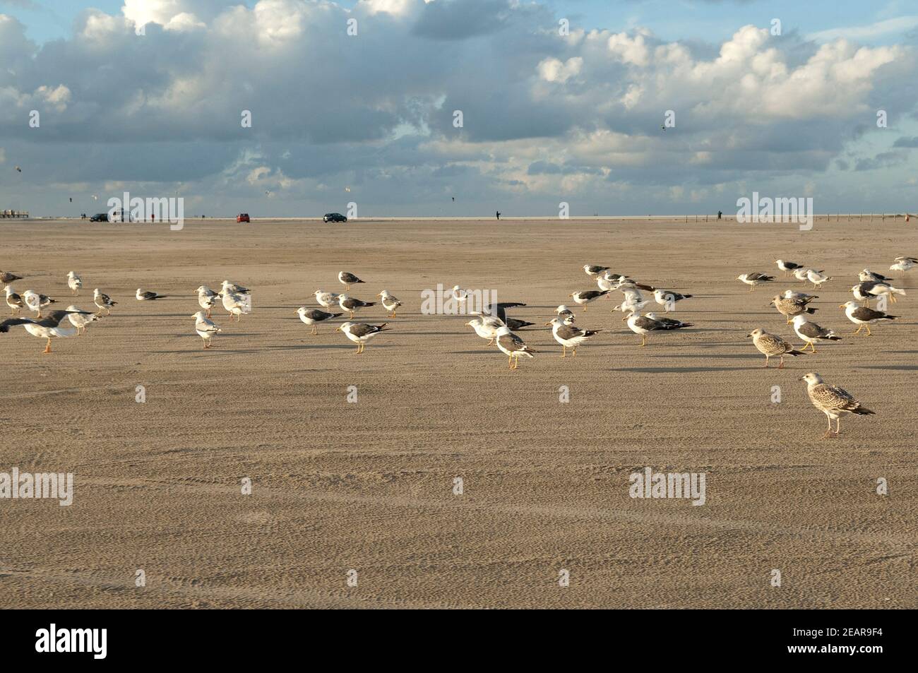 Moeven, Strand, Sankt Peter-Ording Stock Photo - Alamy