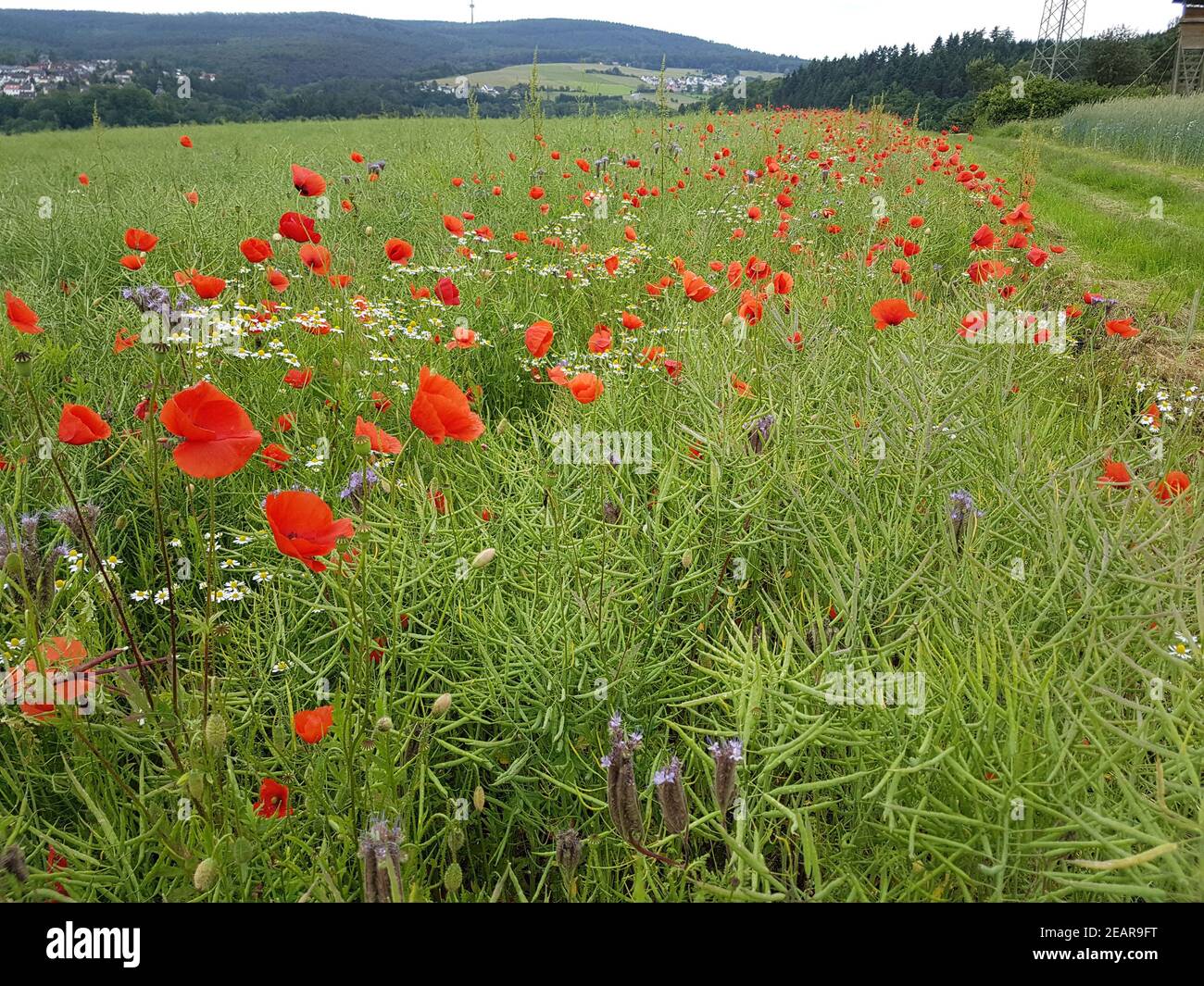 Heilpflanze hi-res stock photography and images - Alamy