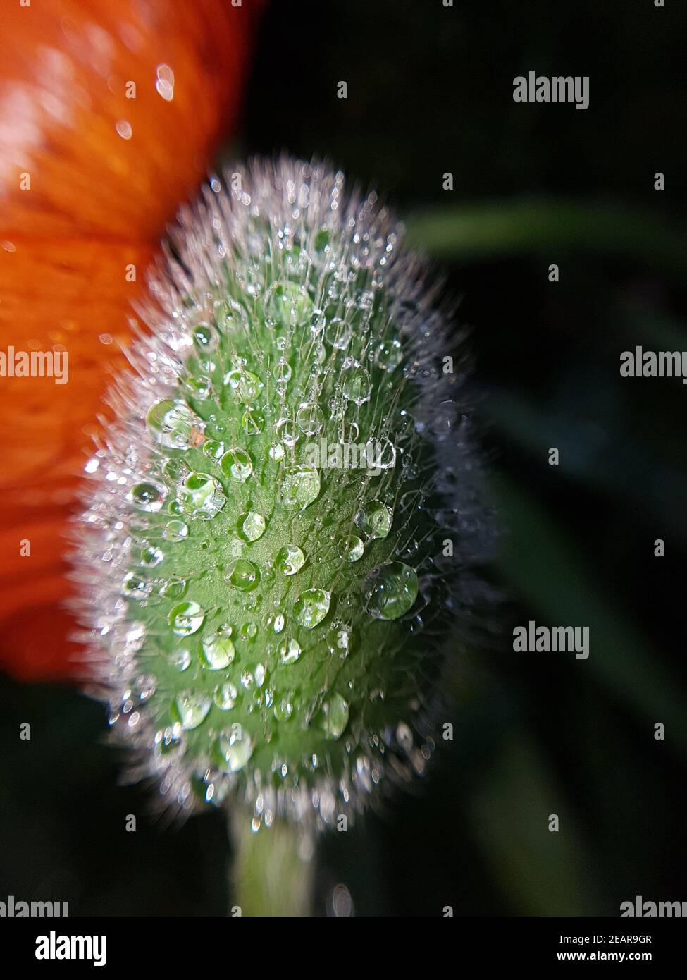 Tautropfen Wasser Struktur Tau Regentropfen Stock Photo - Alamy
