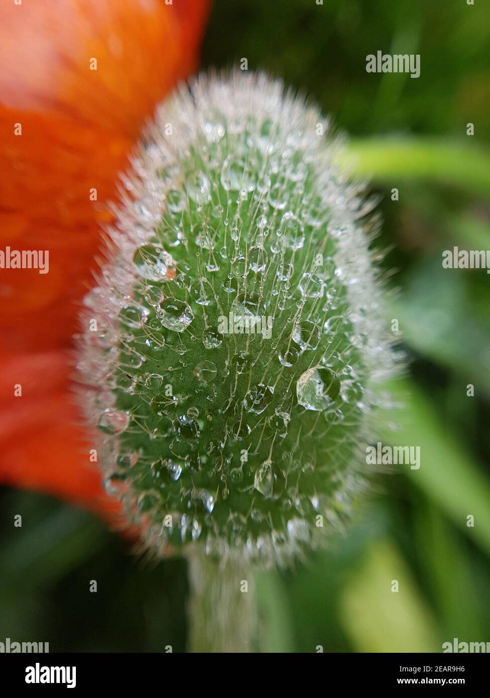 Tautropfen Wasser Struktur Tau Regentropfen Stock Photo - Alamy