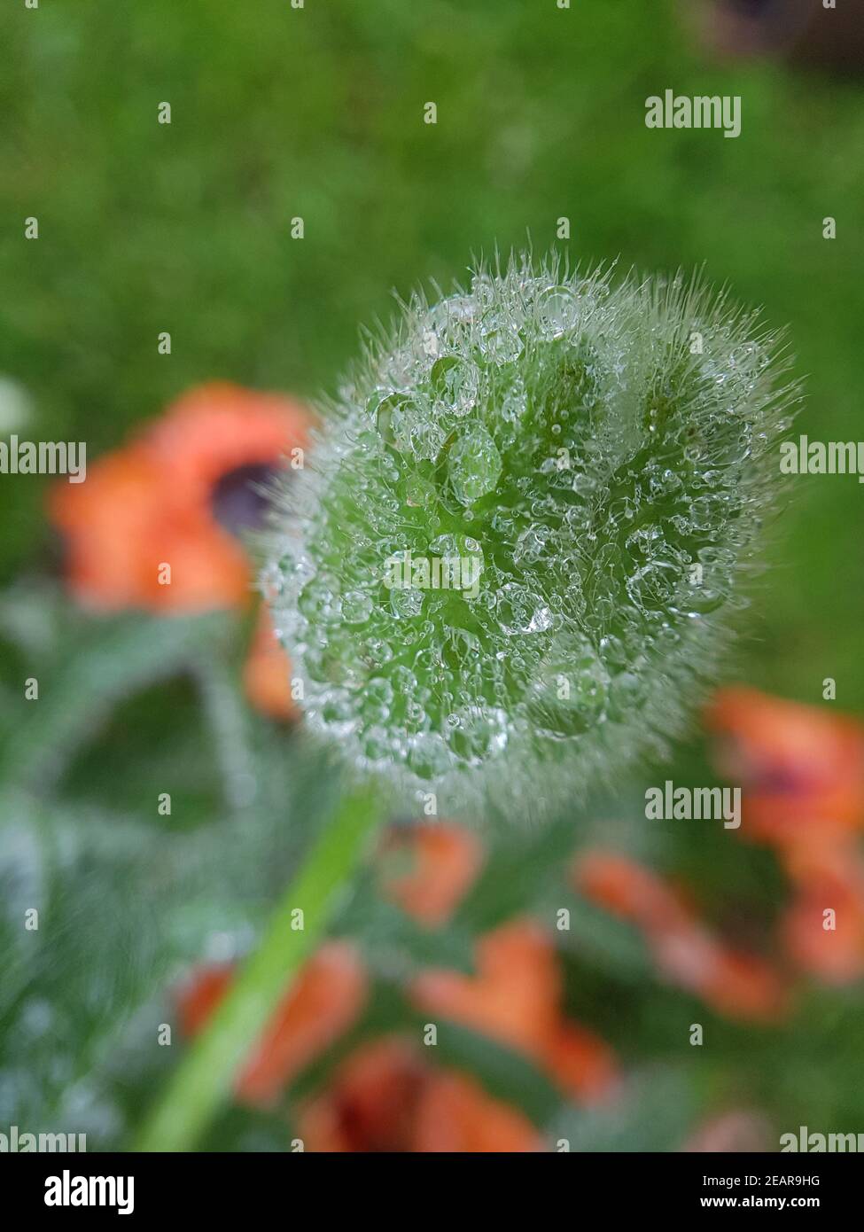 Tautropfen Wasser Struktur Tau Regentropfen Stock Photo - Alamy