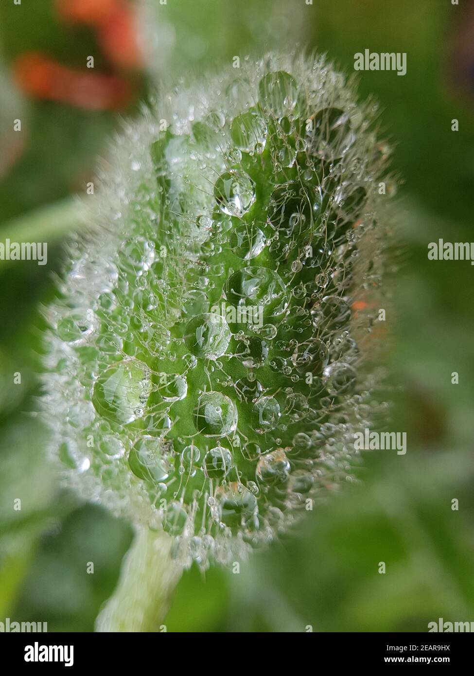 Tautropfen Wasser Struktur Tau Regentropfen Stock Photo - Alamy