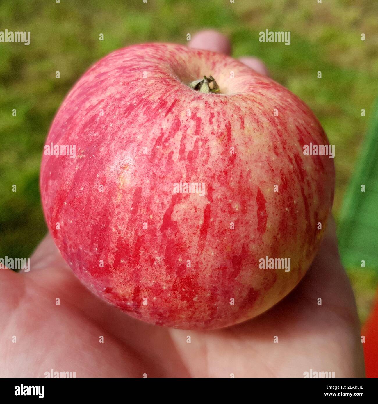 Mueschens rosenapfel hi-res stock photography and images - Alamy