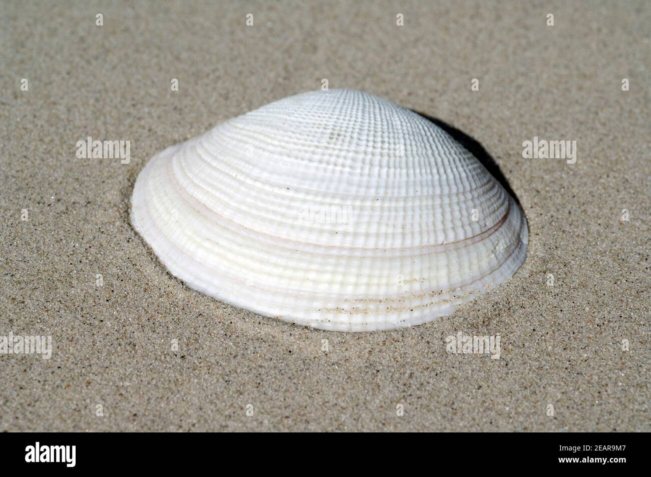 Muschel sand hi-res stock photography and images - Alamy