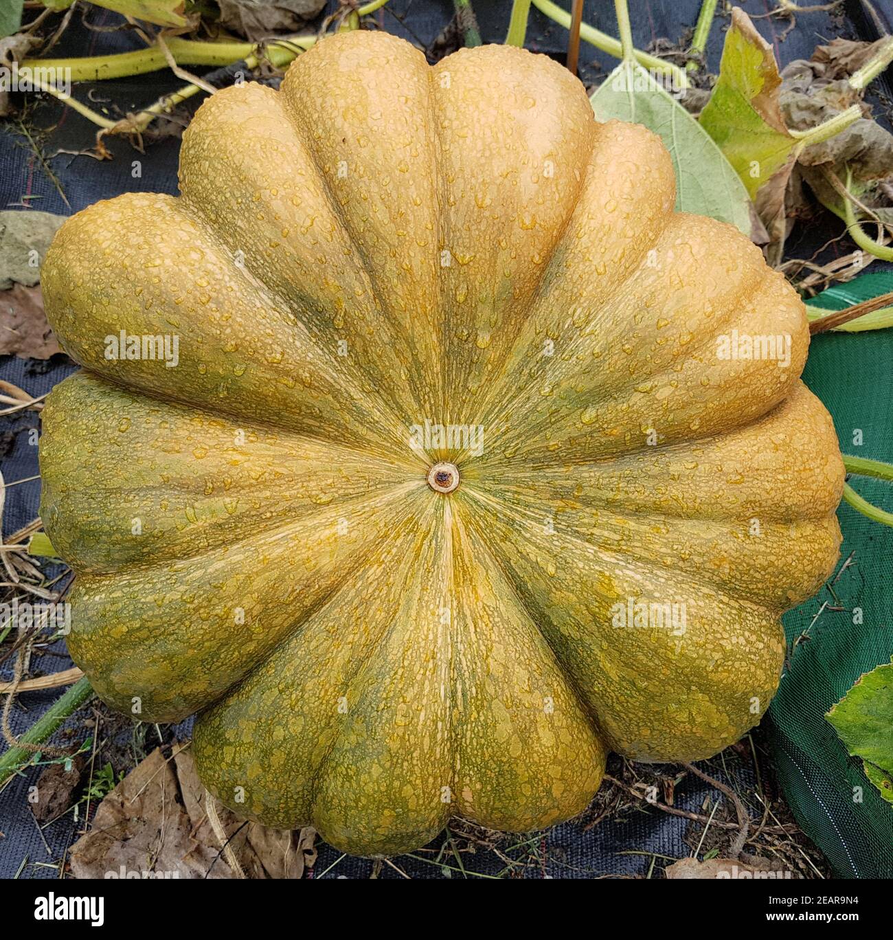 Muscat de Provence Speisekuerbis Cucurbita pepo, Gartenfrucht, Gemuese ...