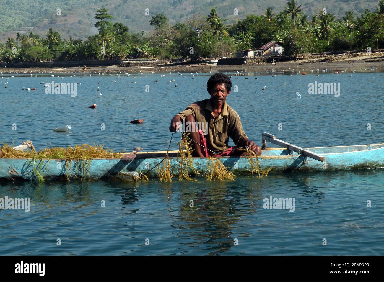 Cultivation and harvest of agar agar algae, Island Alor, Indonesia ...