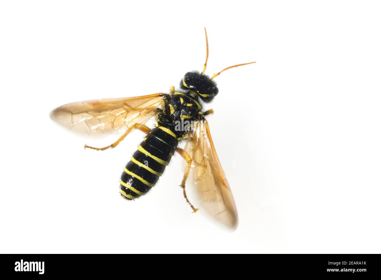 Grabwespe gorytes laticinctus hi-res stock photography and images - Alamy