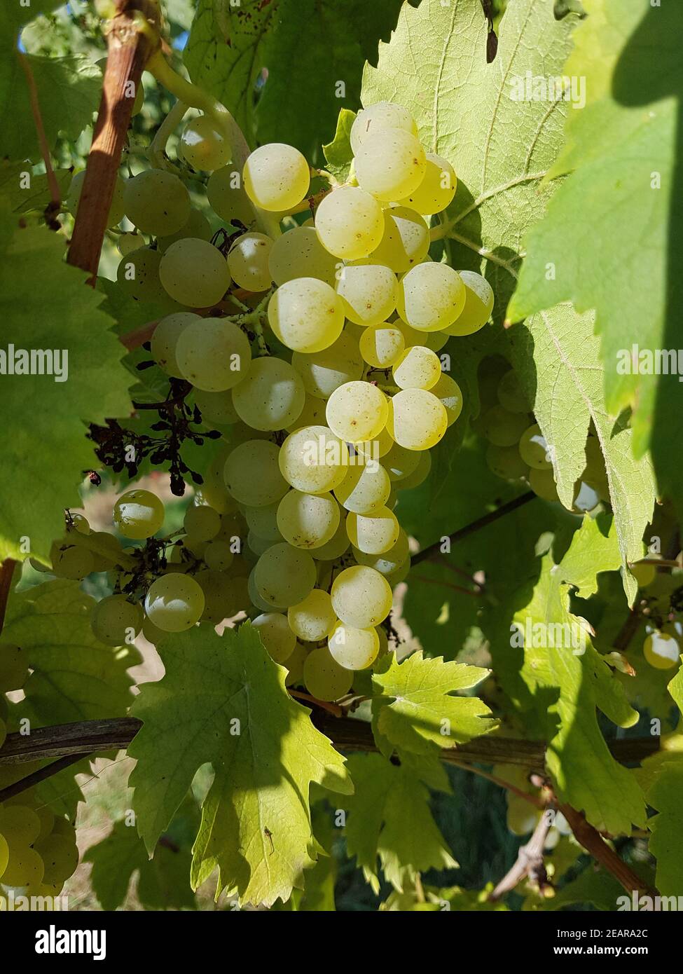 Weisse traube hi-res stock photography and images - Alamy
