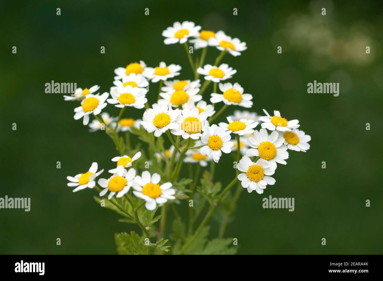 Roemischer Bertram Anacyclus pyrethrum Stock Photo - Alamy