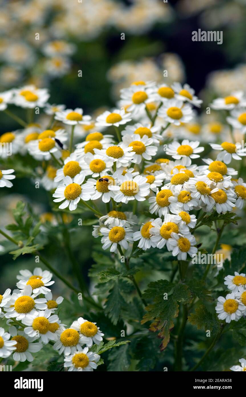 Pyrethri hi-res stock photography and images - Alamy