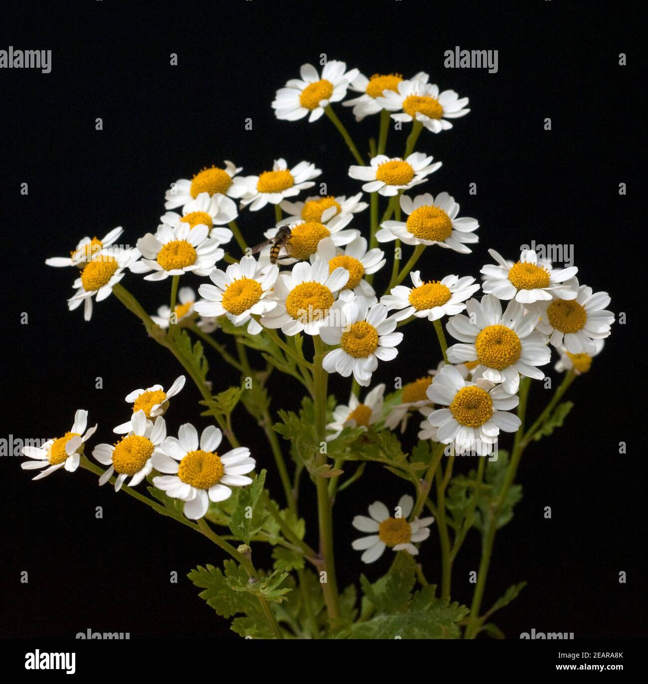 Bertram root hi-res stock photography and images - Alamy