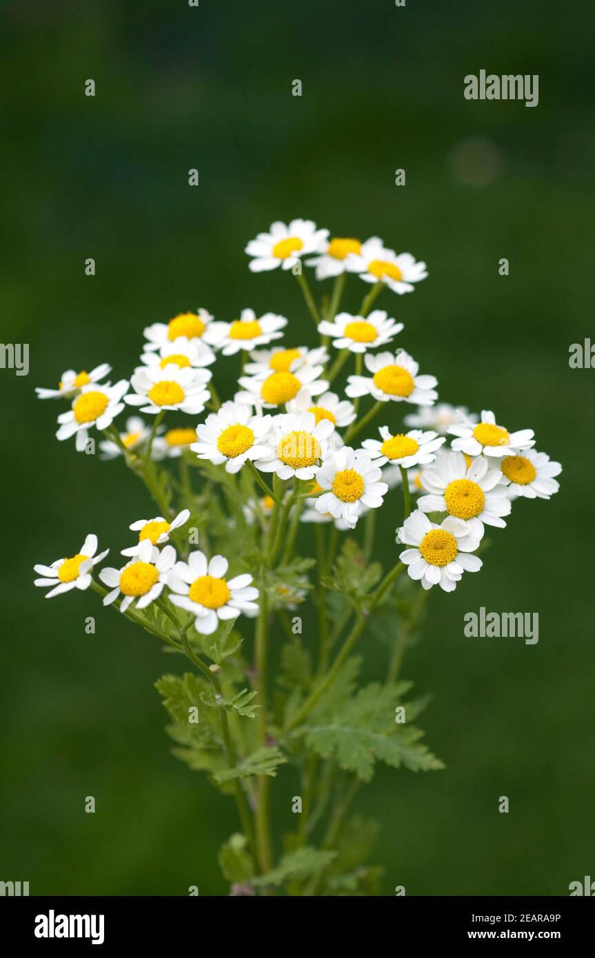 Bertram root hi-res stock photography and images - Alamy