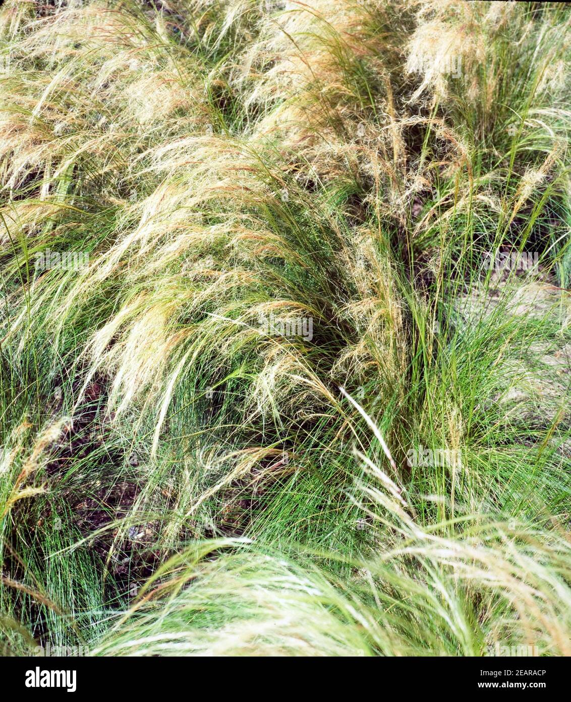 Graeser hi-res stock photography and images - Alamy
