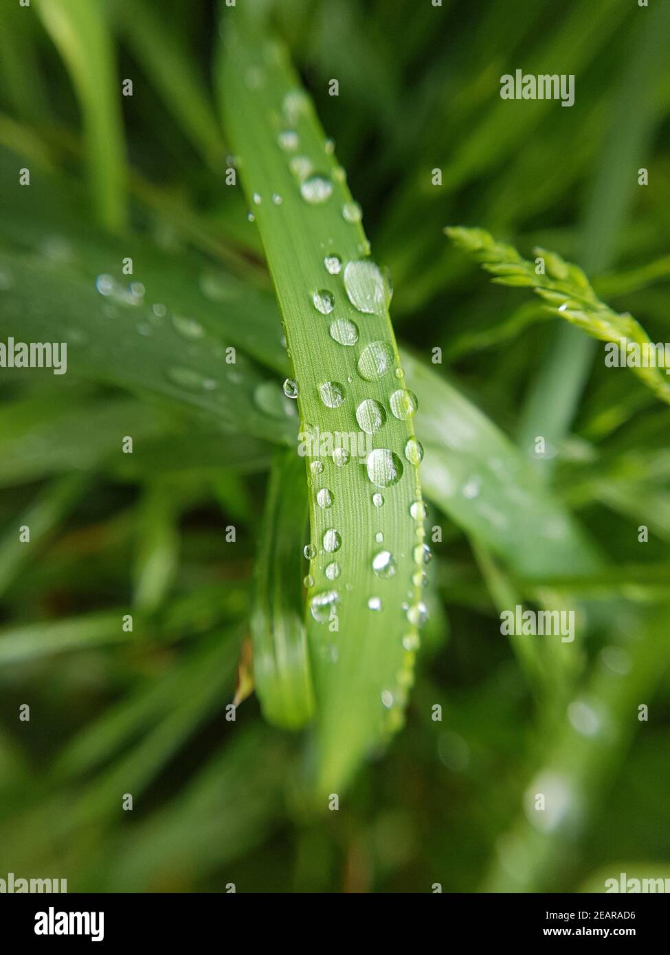 Tautroepfchen hi-res stock photography and images - Alamy