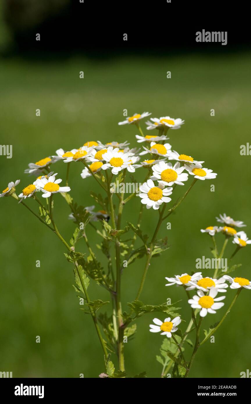 Roemischer Bertram Anacyclus pyrethrum Stock Photo - Alamy