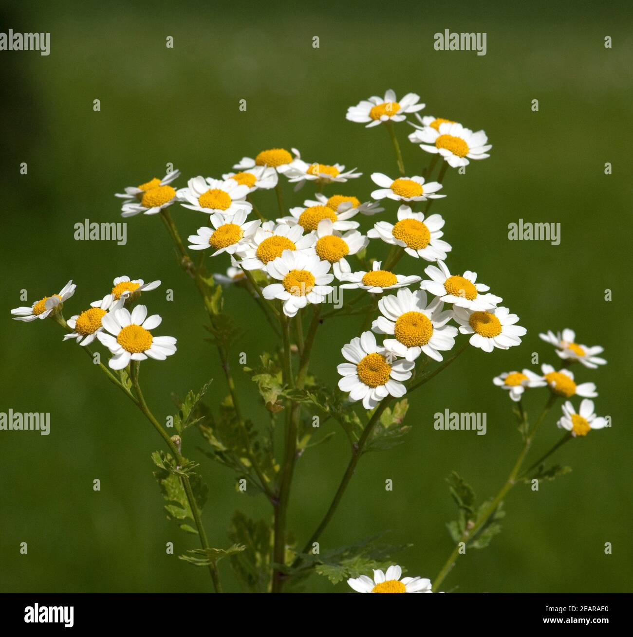 Pyrethri hi-res stock photography and images - Alamy