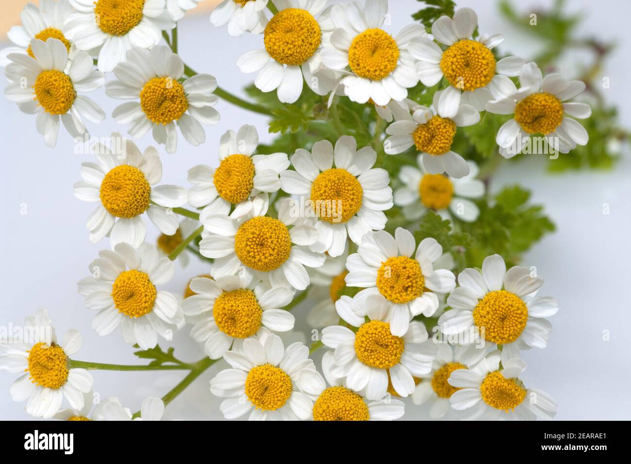 Anacyclus pseudopyrethrum hi-res stock photography and images - Alamy