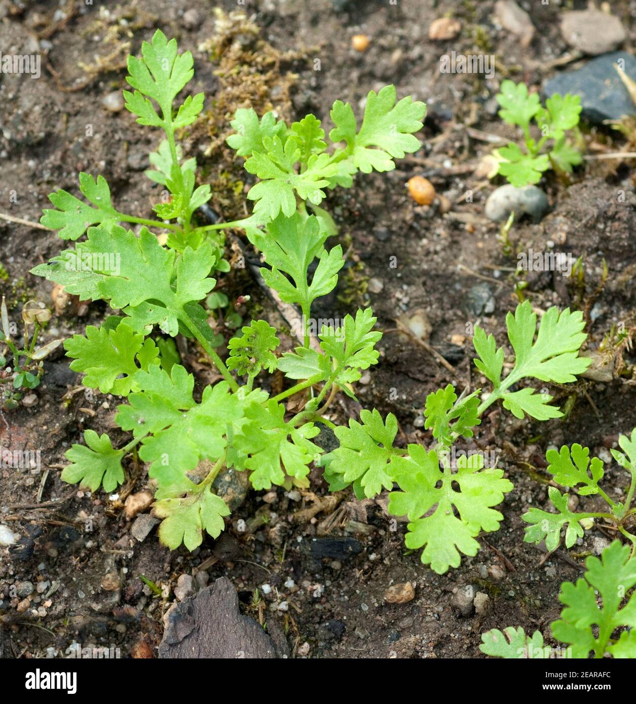 Mutterkraut, Tanacetum parthenium, Keimling, Sproessling Stock Photo ...