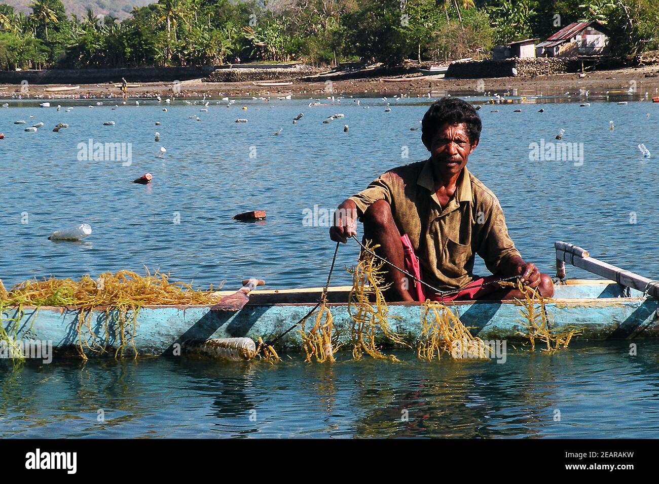Cultivation and harvest of agar agar algae, Island Alor, Indonesia ...