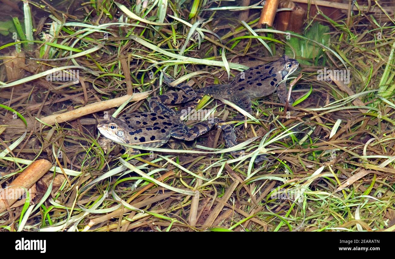 Beim laichen hi-res stock photography and images - Alamy