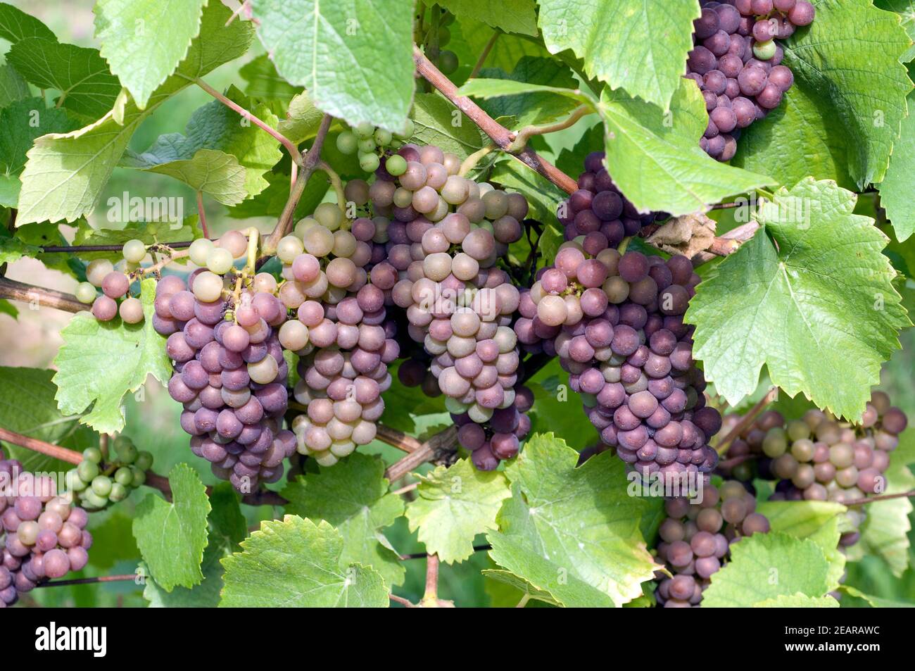 Burgunder sivi hi-res stock photography and images - Alamy