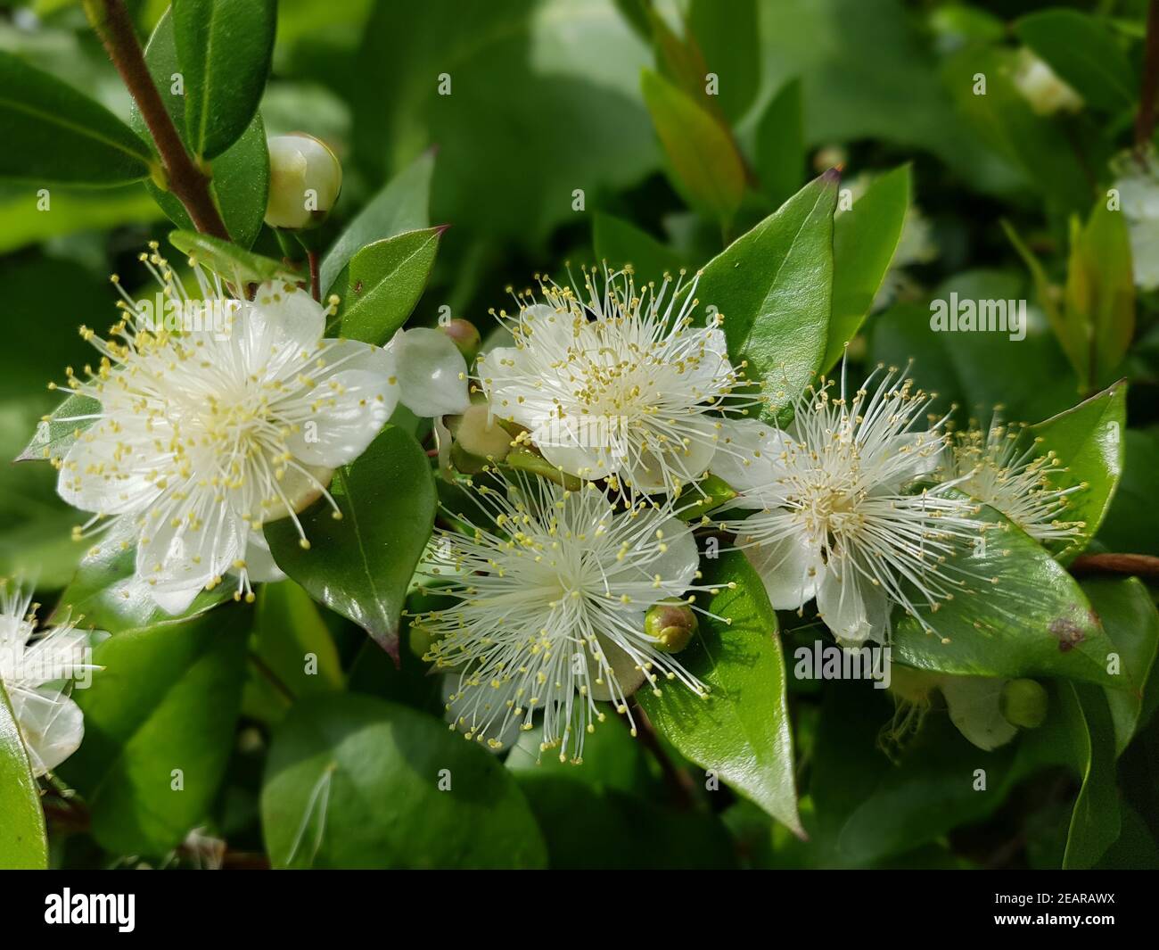 Myrte myrtus communis hi-res stock photography and images - Alamy
