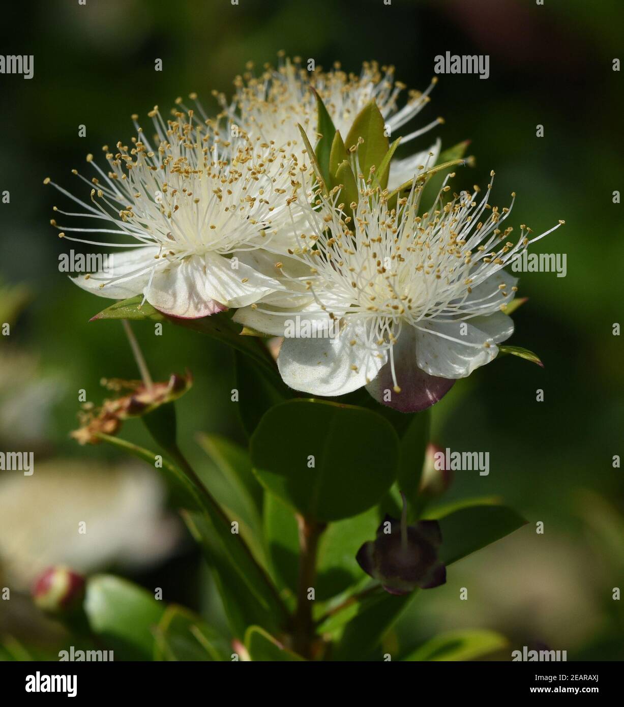 Myrte myrtus communis hi-res stock photography and images - Alamy