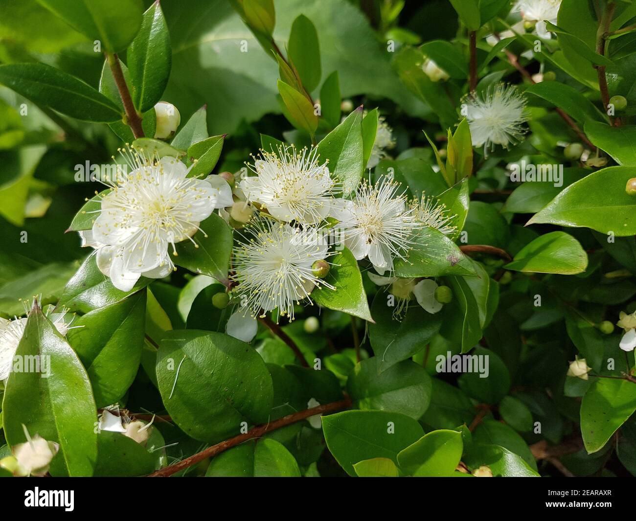 Myrte Myrtus, communis Balsam Myrtenstrauch Stock Photo - Alamy