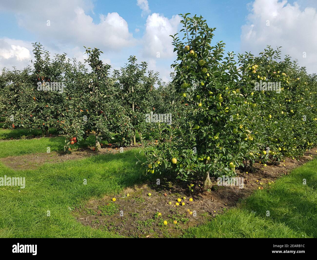 Apfelplantage, Altes Land Stock Photo - Alamy