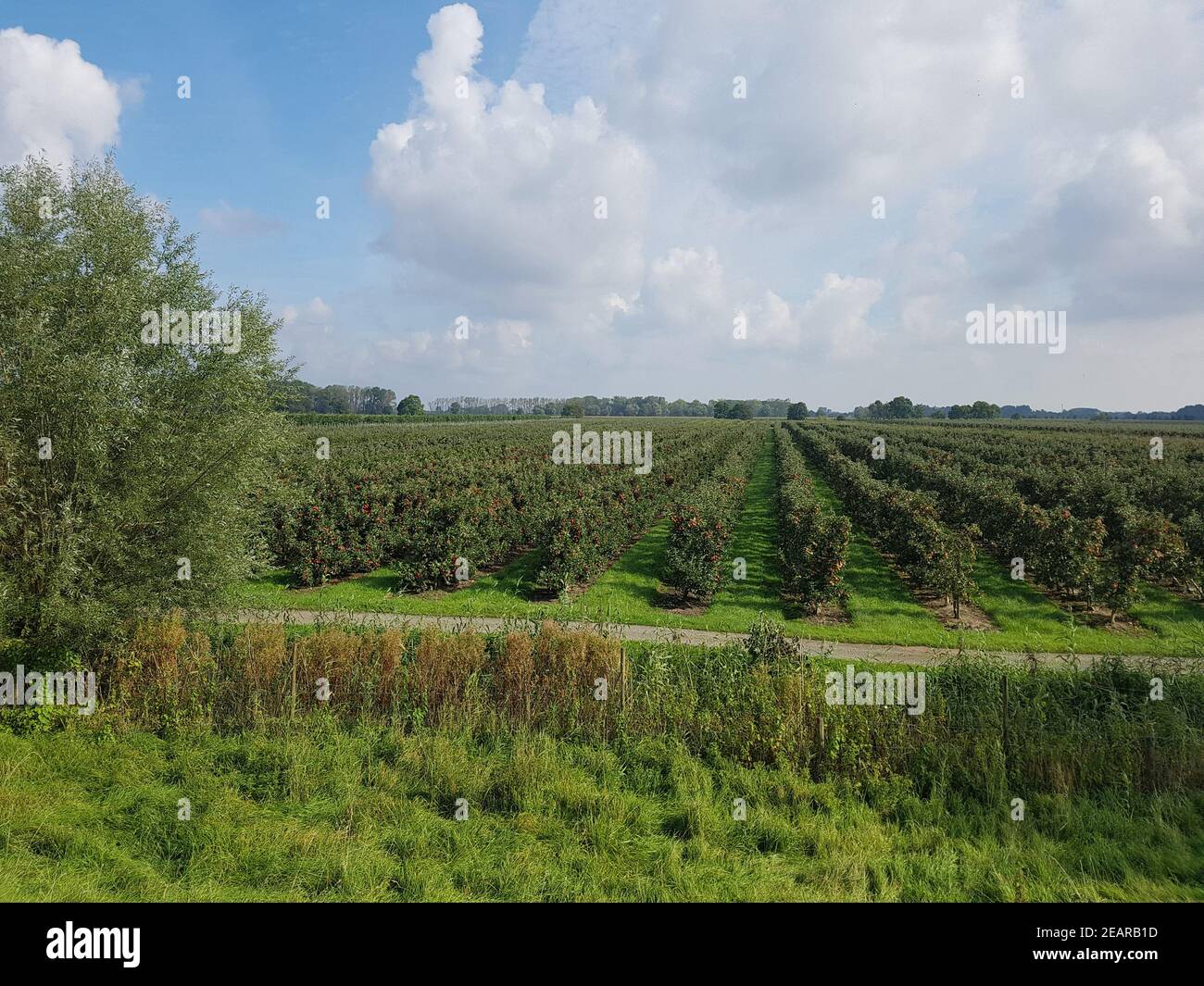Apfelplantage, Altes Land Stock Photo - Alamy