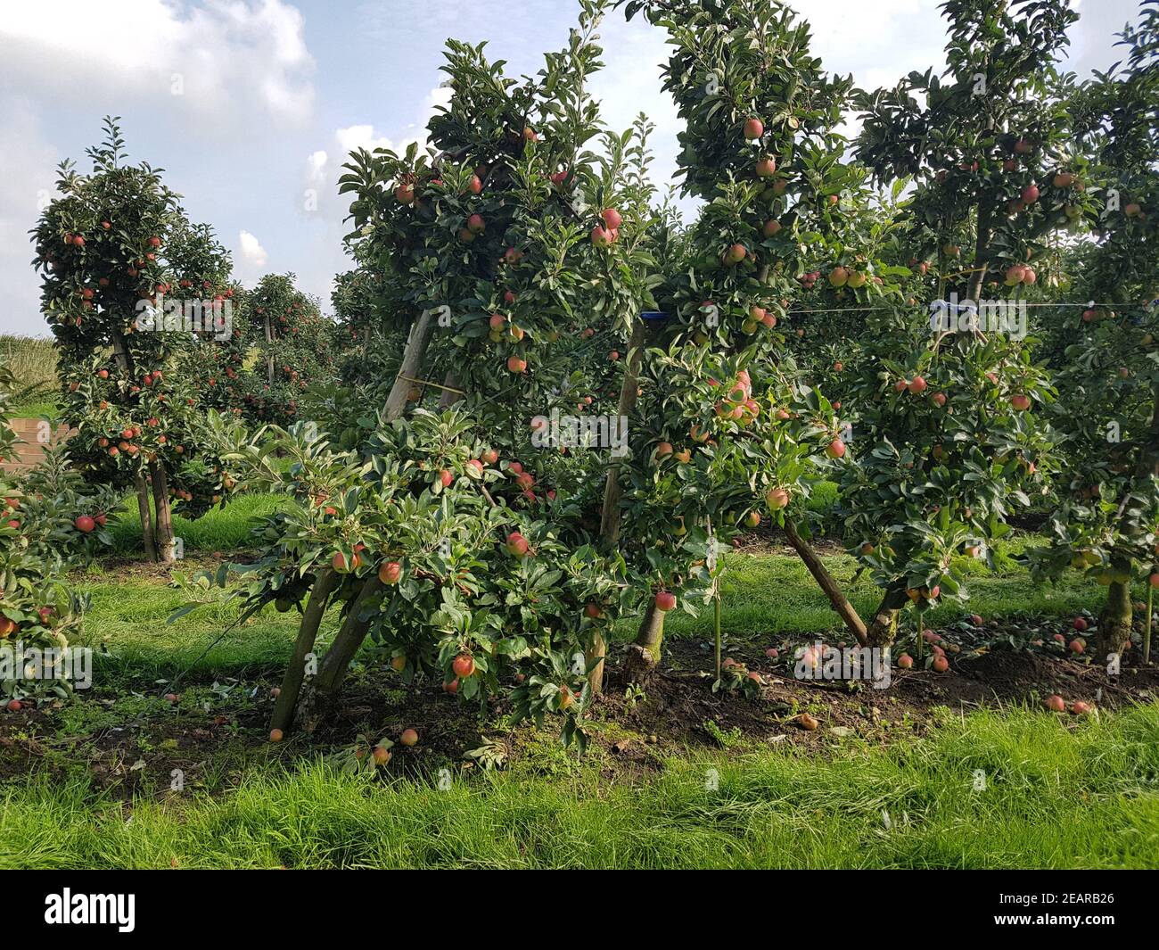 Apfelplantage, Altes Land Stock Photo - Alamy