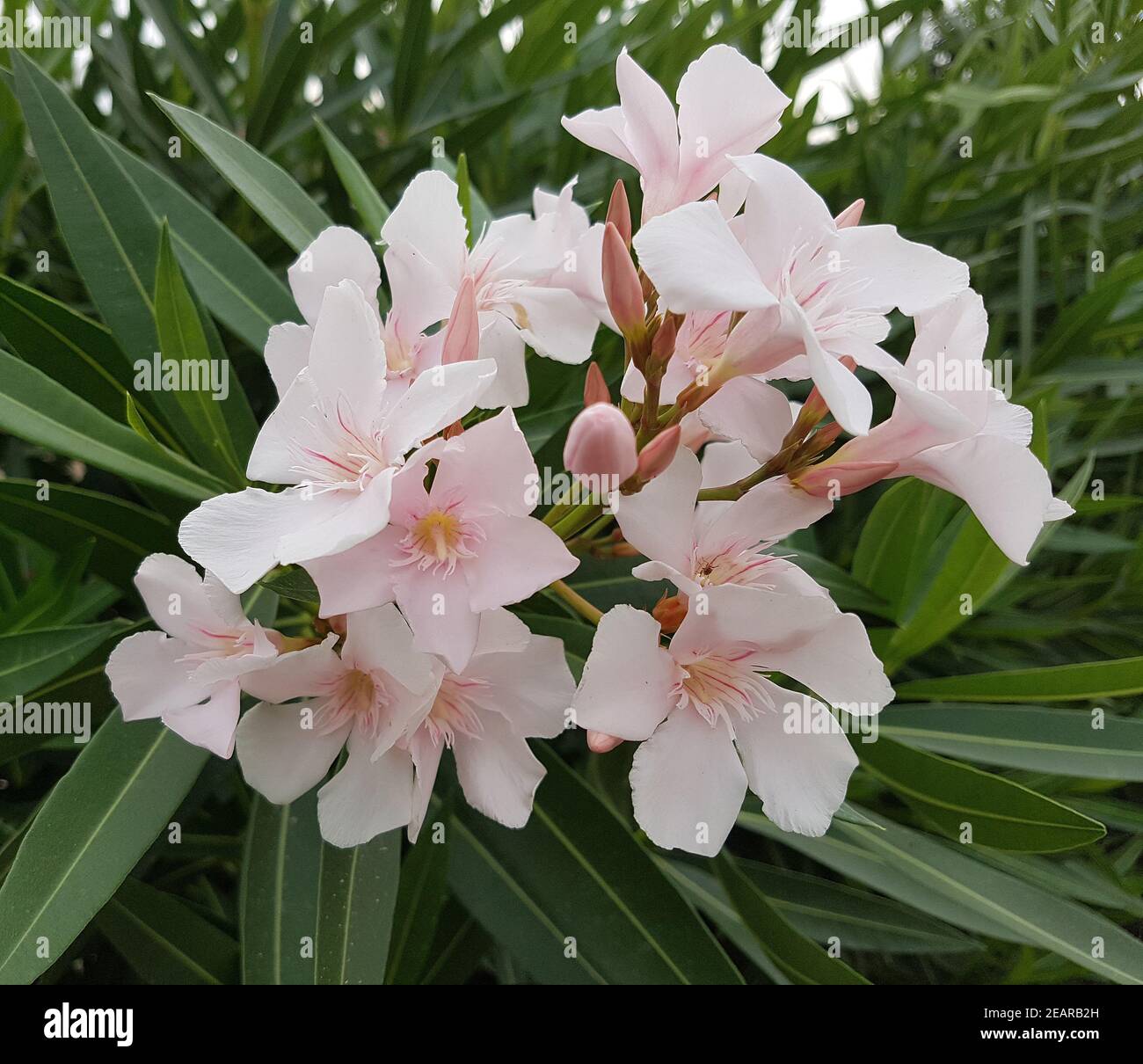 Oleander Nerium rosa Stock Photo - Alamy