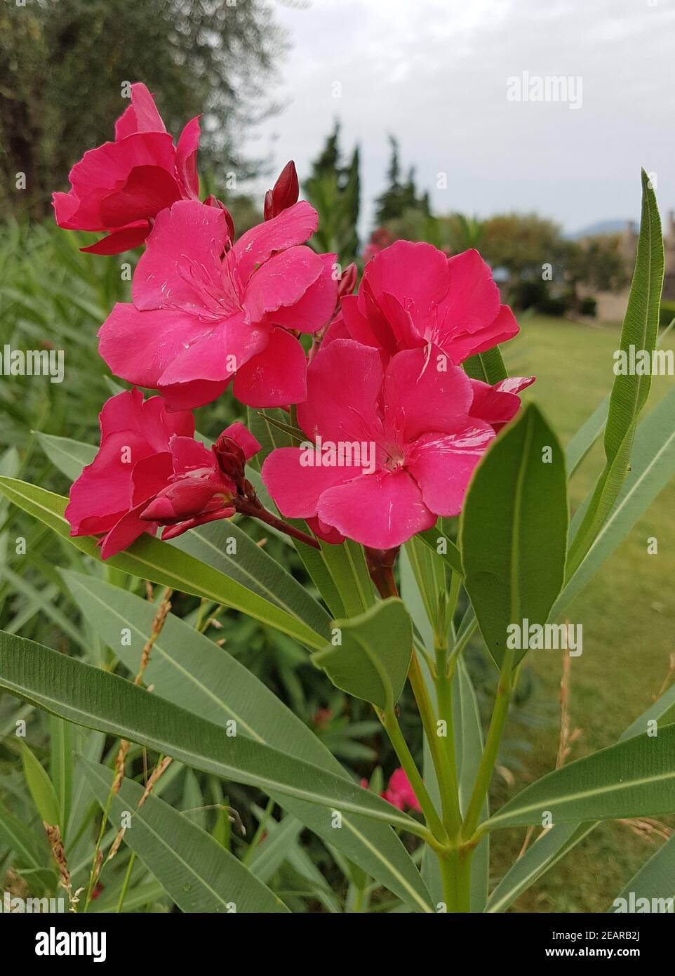 Schone Oleander Rote Blatter Ebenbild
