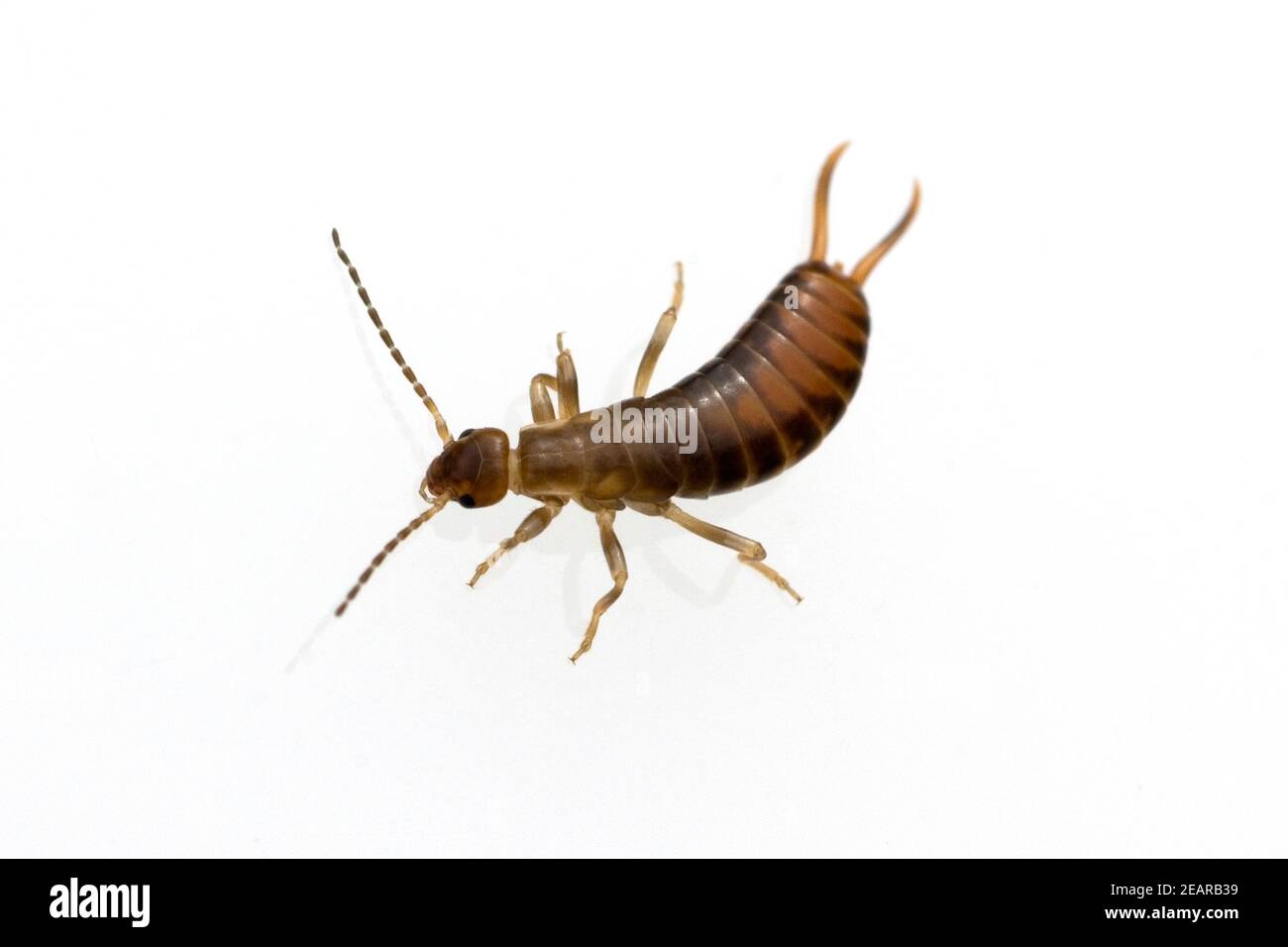 Gemeiner ohrwurm hi-res stock photography and images - Alamy