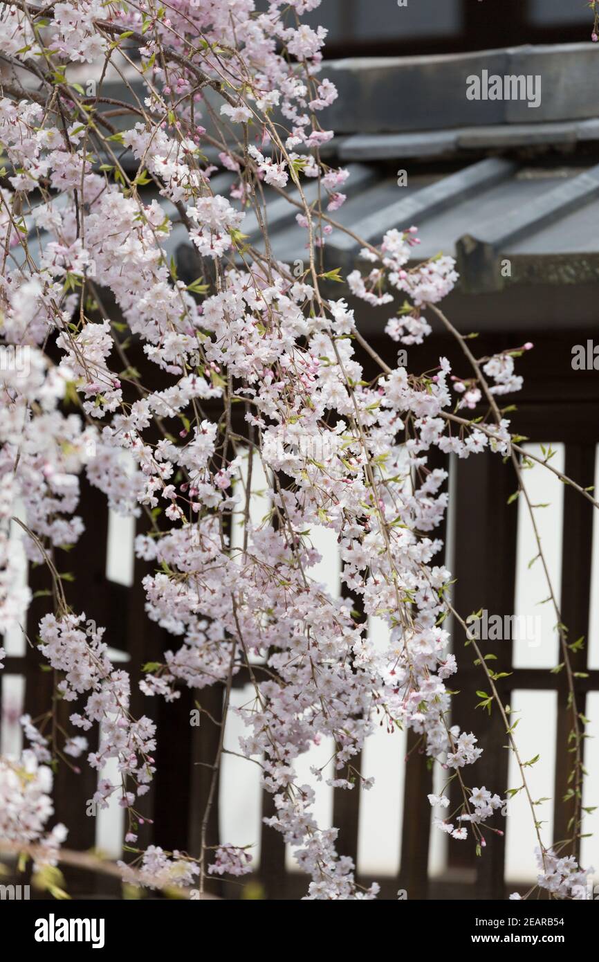 Kyoto Japan Cherry blossoms, or Sakura hanging over the roof of Myoho ...