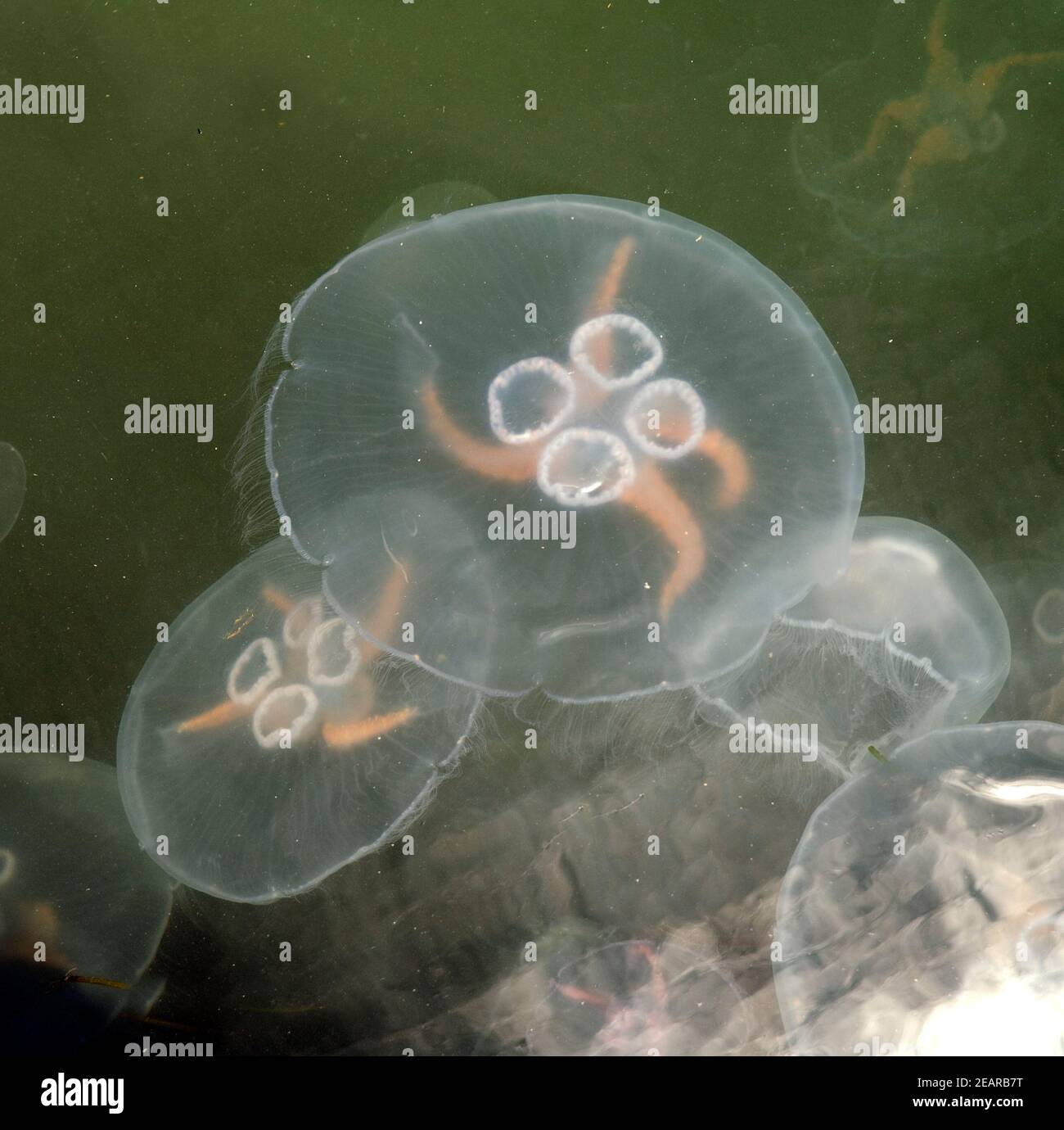 Ohrenqualle, Aurelia aurita, im,Meer Stock Photo - Alamy