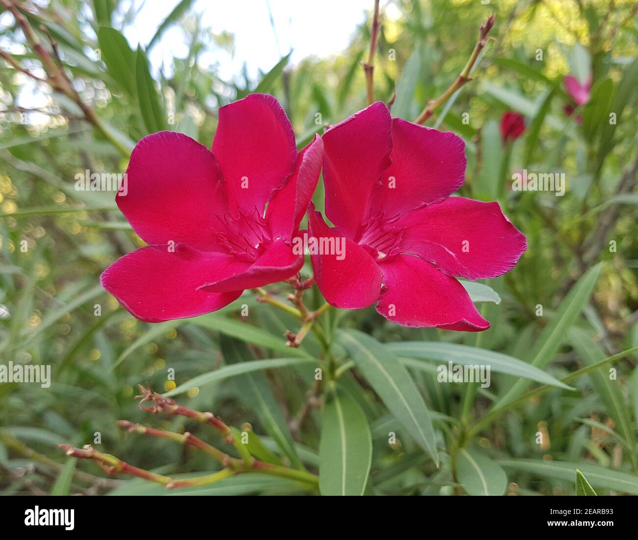 Schone Oleander Rote Blatter Ebenbild